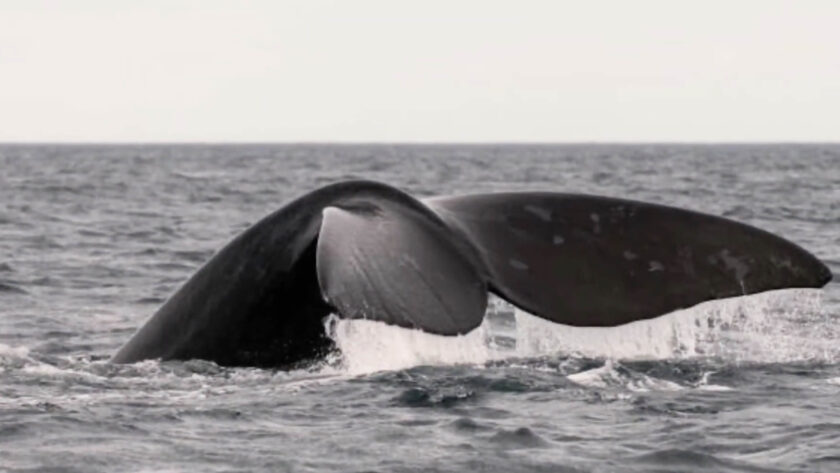 What is a Right Whale? – Historic East Hampton